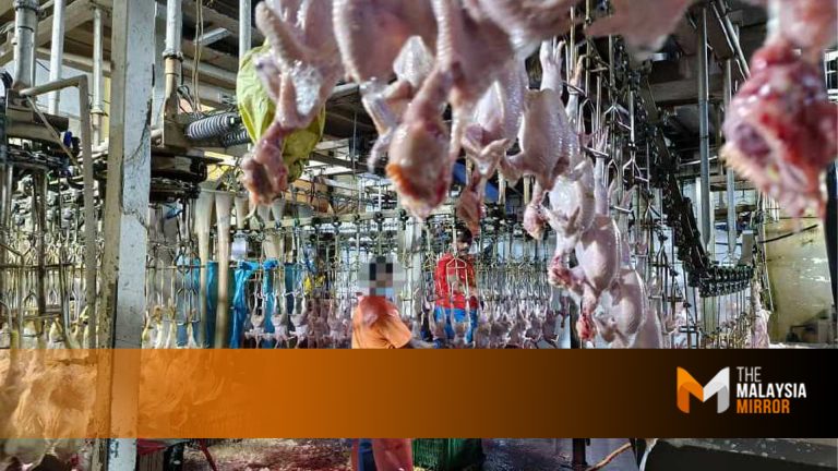 Guna Logo Halal Palsu, Rumah Sembelihan Ayam Diarah Tutup. - The ...